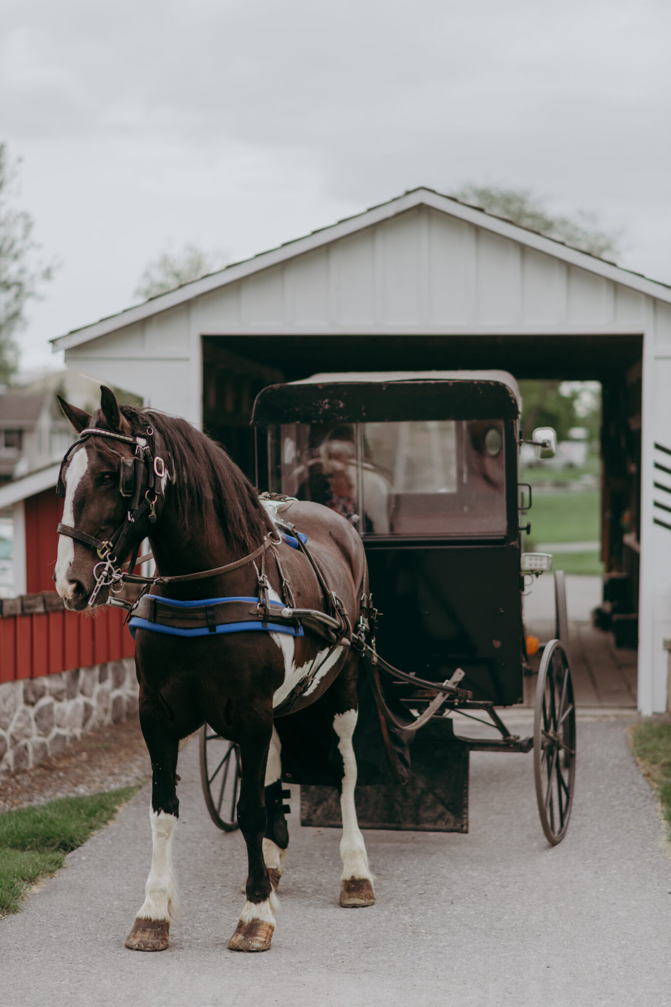 Amish Buggy Rides – The Ultimate Amish Experience