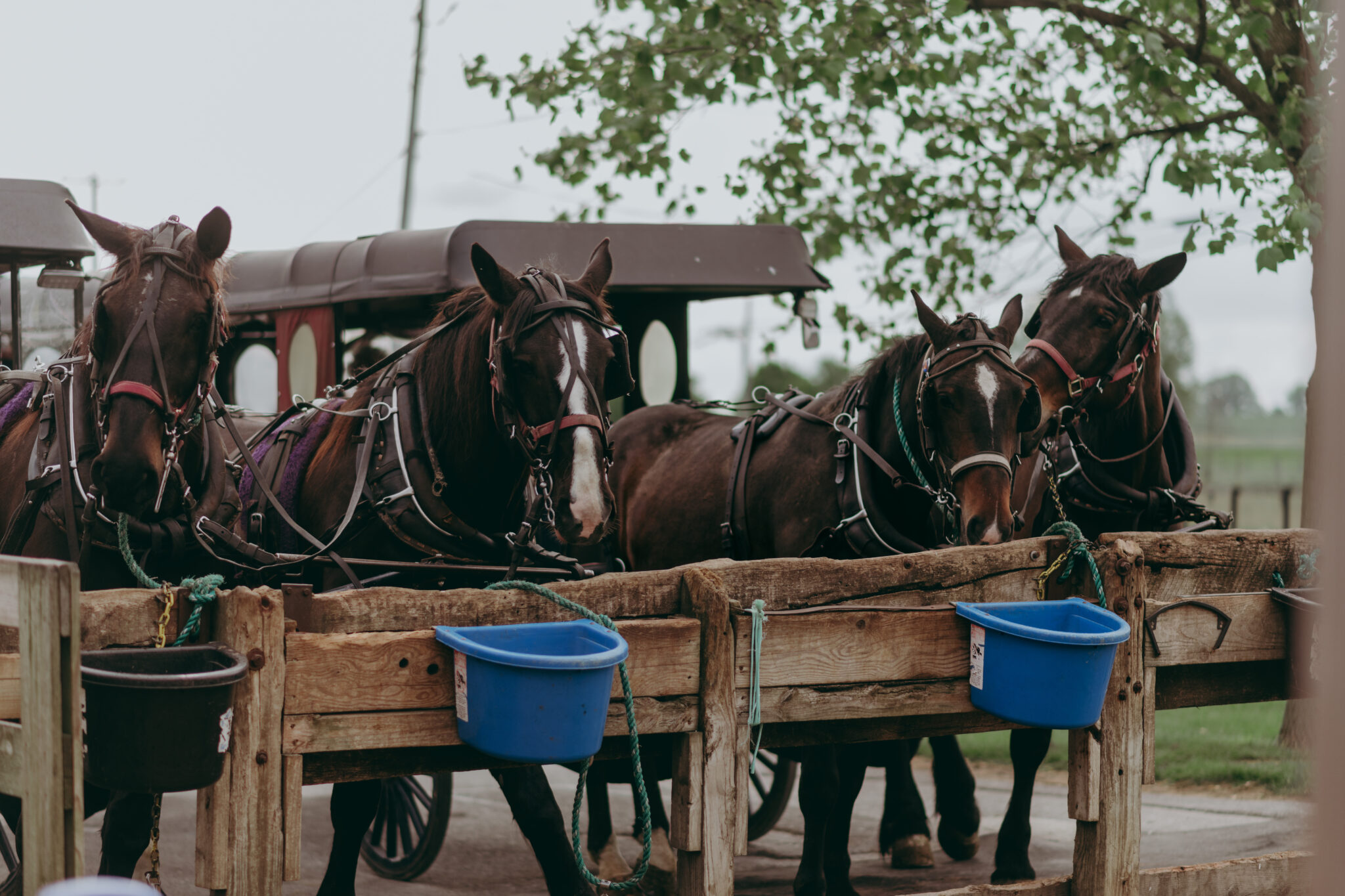 Amish Buggy Rides – The Ultimate Amish Experience