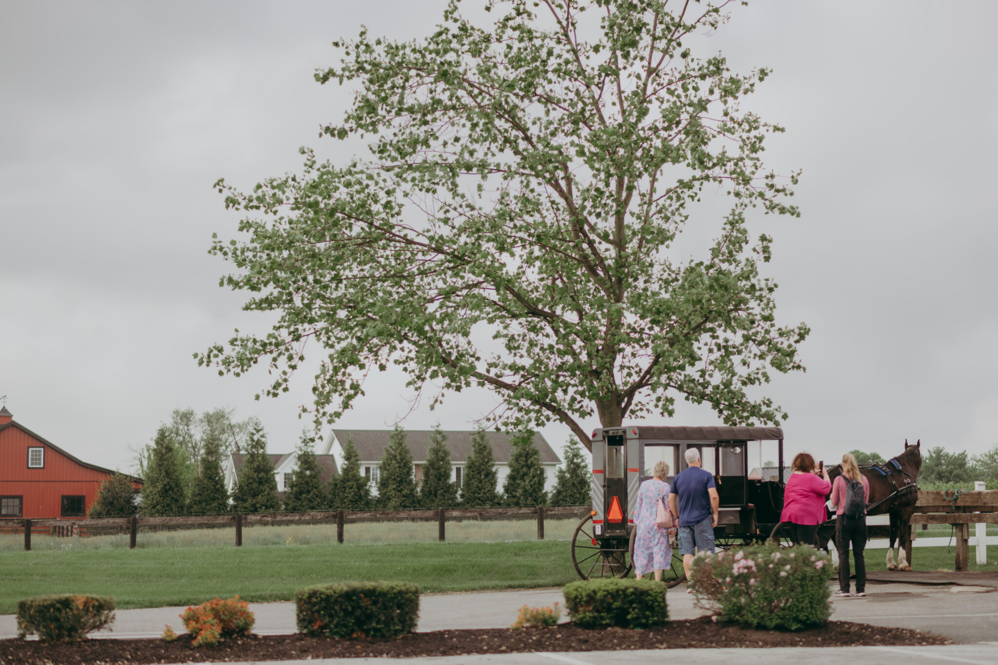 Amish Buggy Rides – The Ultimate Amish Experience