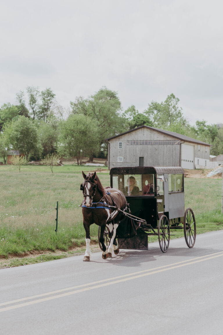 Amish Buggy Rides – The Ultimate Amish Experience