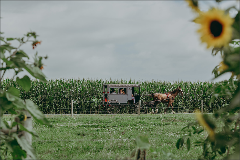 Prices & Routes – Amish Buggy Rides